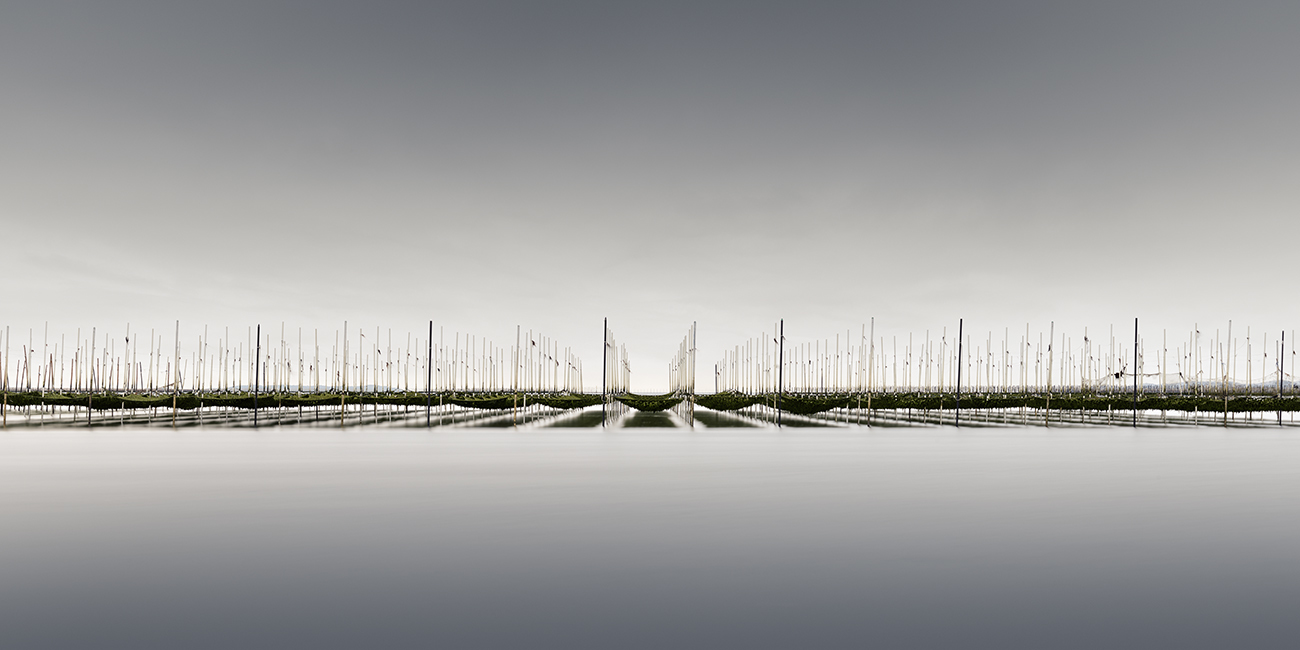 MICHAEL LEVIN : Colour