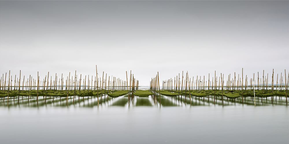 MICHAEL LEVIN : Colour