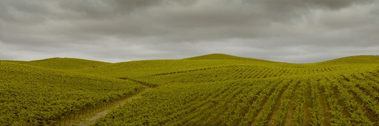 MICHAEL LEVIN : Colour